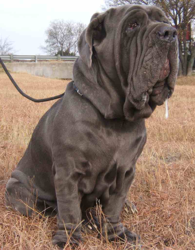 Neapolitan Mastiff Temperament Lifespan Shedding Puppy