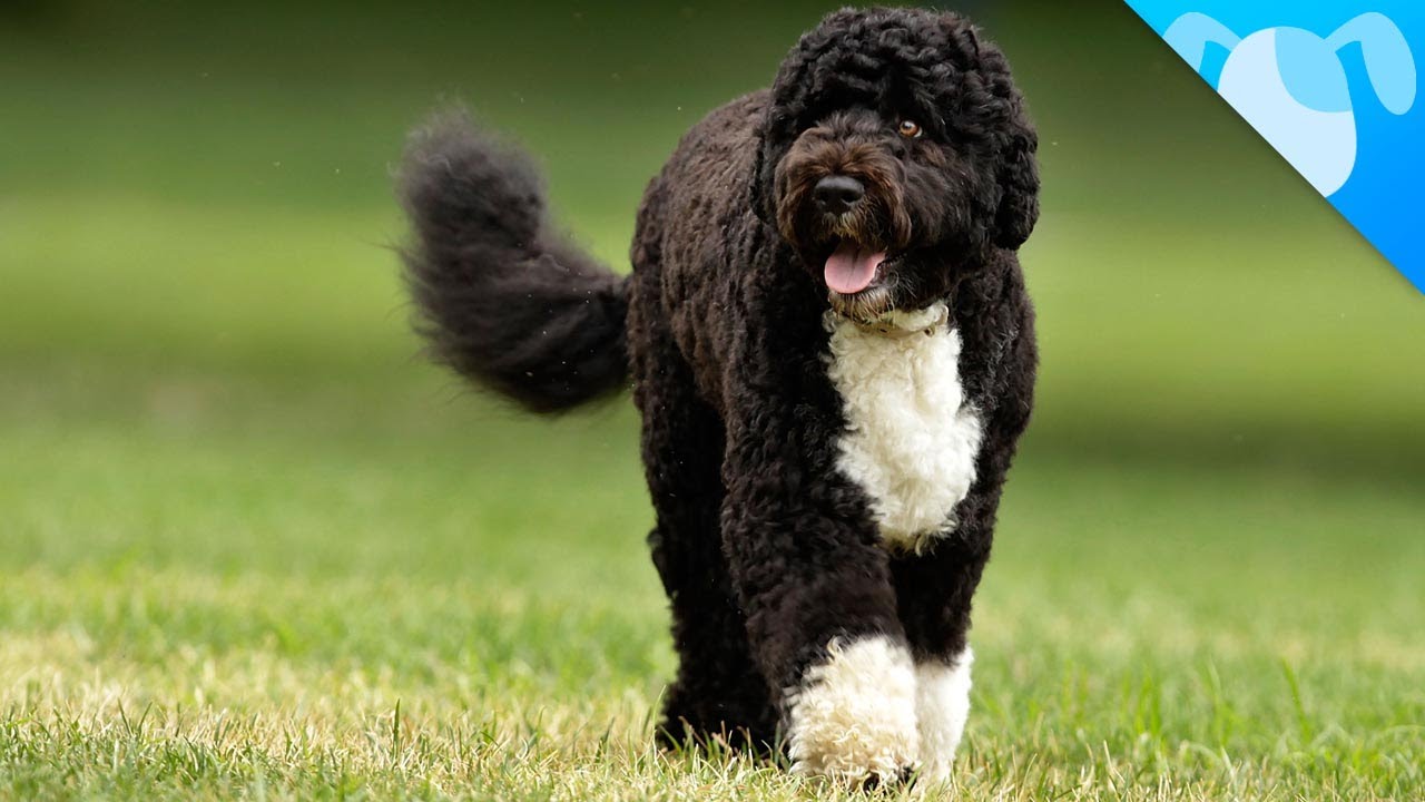 Portuguese Water Dog Temperament Lifespan Shedding Puppy Portuguese Water Dog Temperament Lifespan Shedding Puppy