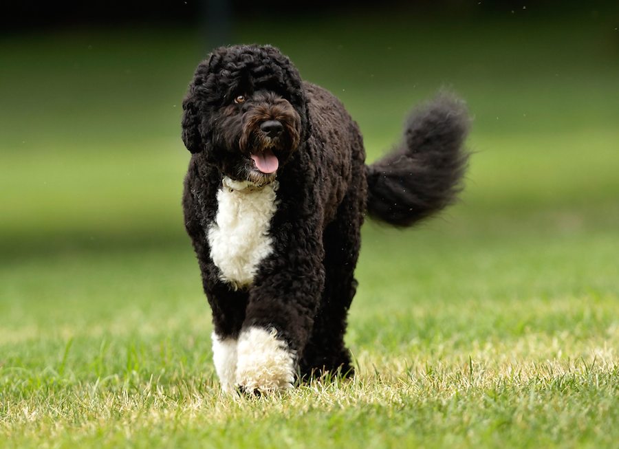 Portuguese Water Dog Temperament Lifespan Shedding Puppy Portuguese Water Dog Temperament Lifespan Shedding Puppy